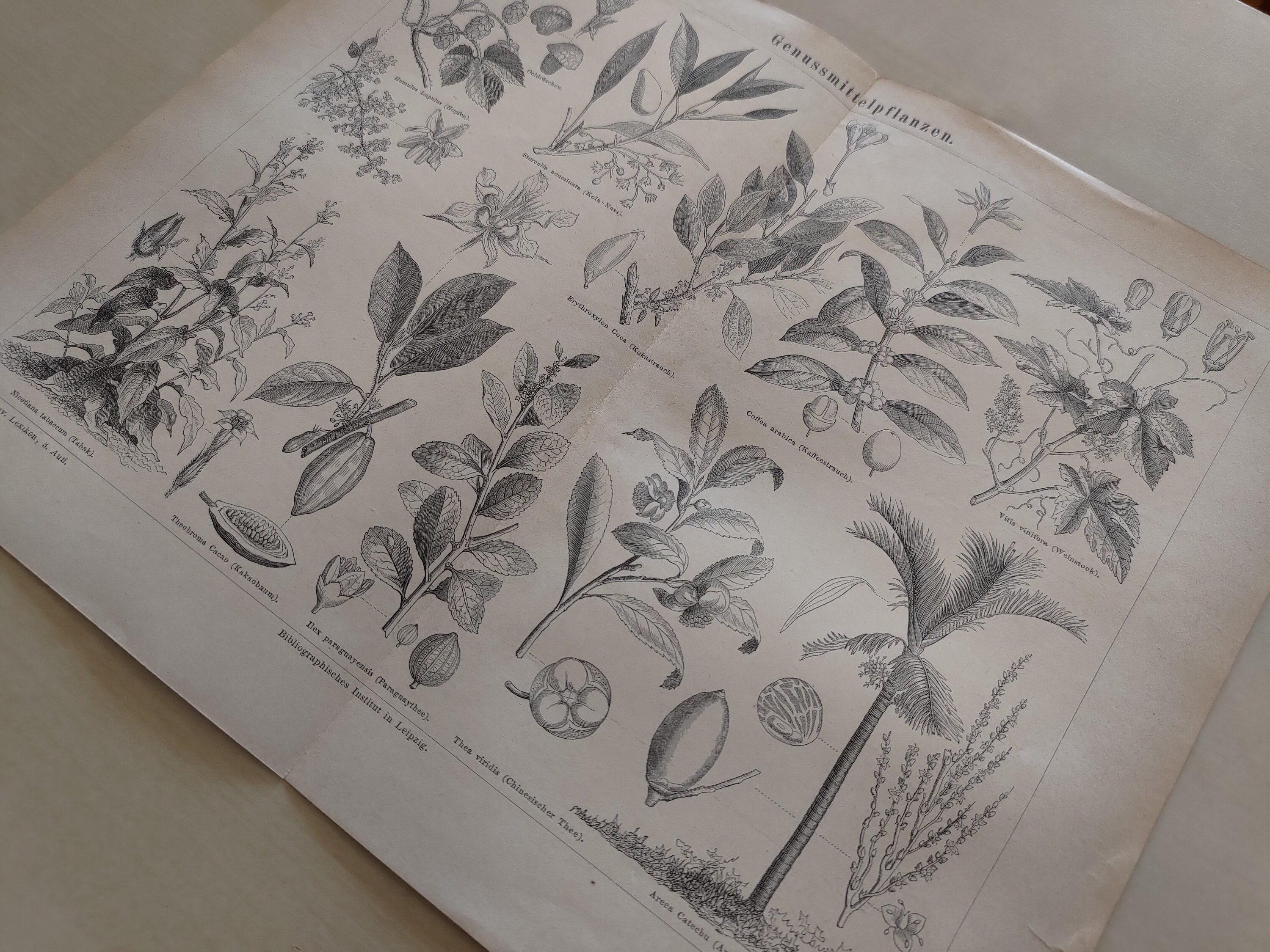 Luxury Food Plants 1875 Original Lithograph From an Old Reference Book ...