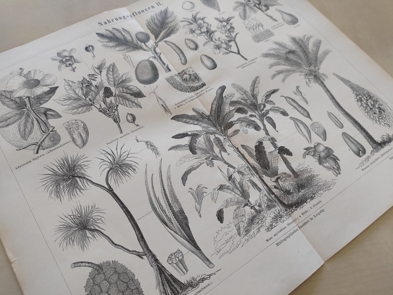 Food Plants 1875, Date Palm, Guarana | Original Lithograph From an Old ...