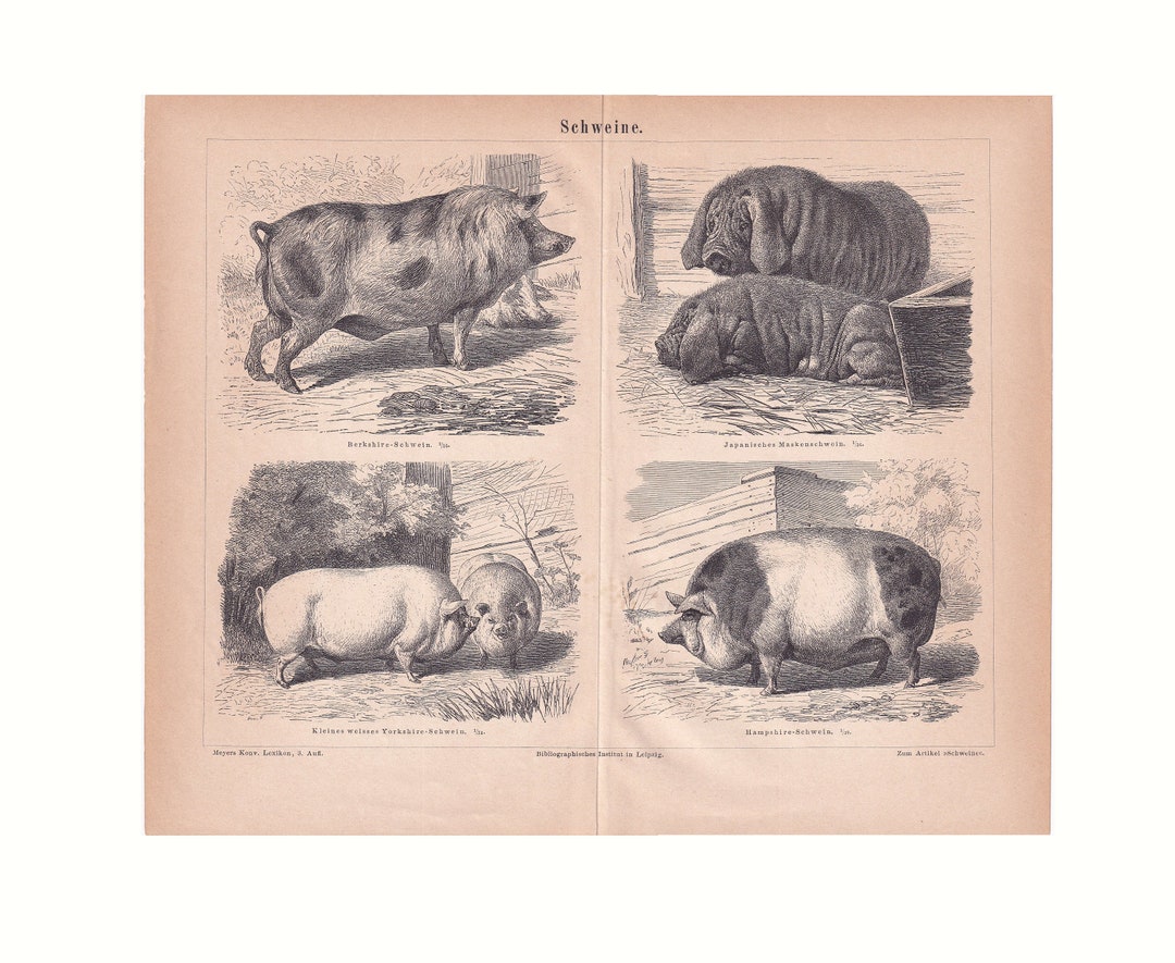 Pigs 1875 Original Lithograph From Old Reference Book From 1875 150 ...