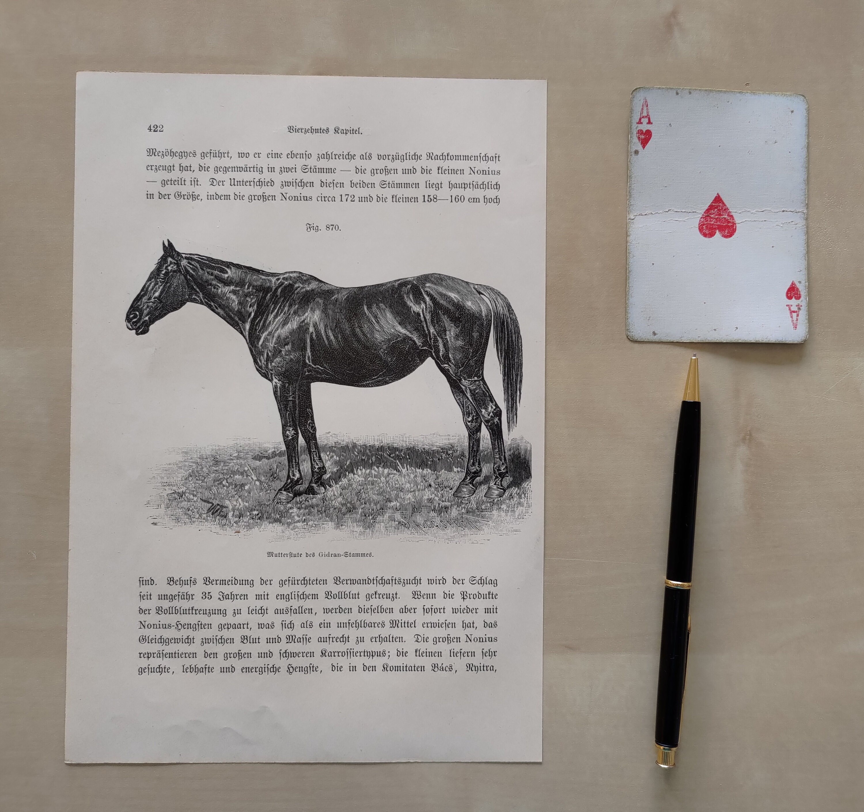 Stallion of the Nonius Tribe 1902 Original Lithograph From Old ...