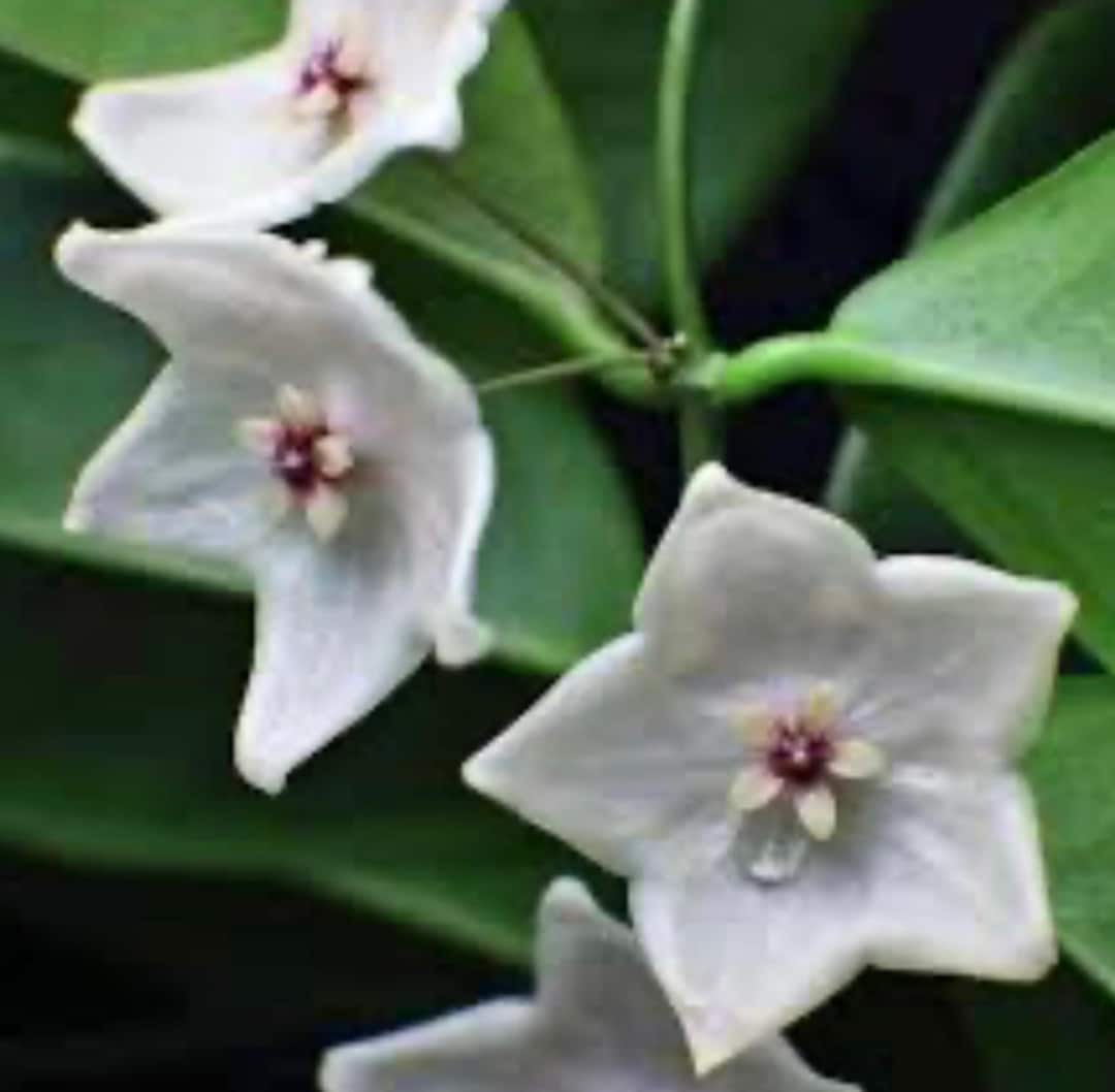 E1947 Rare Hoya Patella White Fuzzy Leaves Newly Rooted Cutting - Etsy