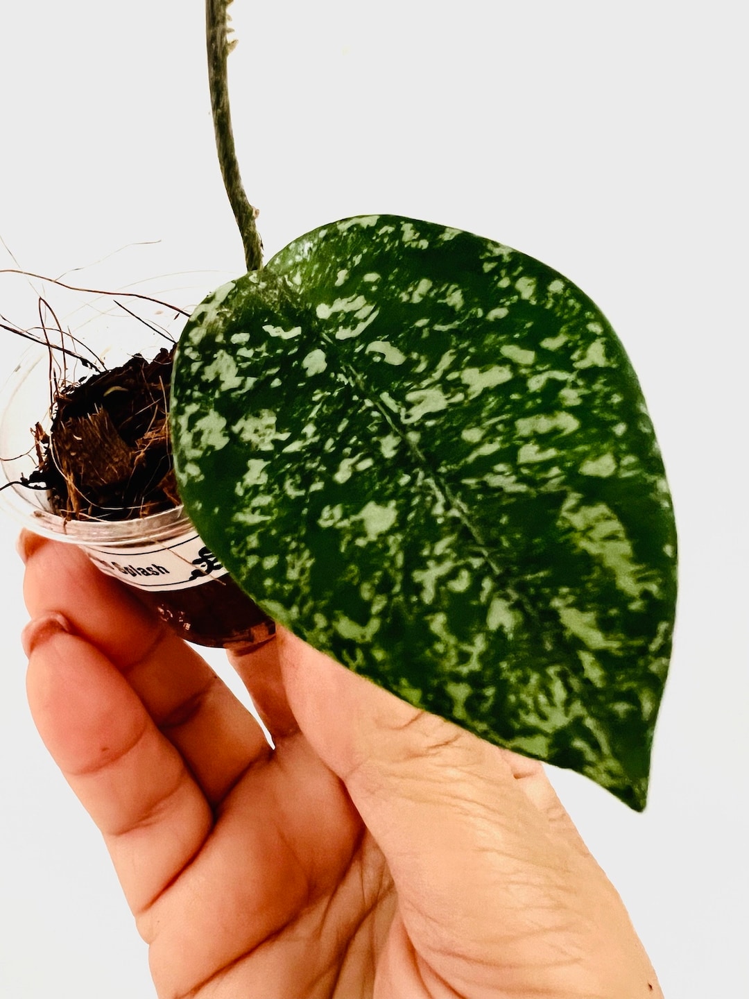 E5886 Rare Hoya Carnosa Freckles Splash Rooted - Etsy