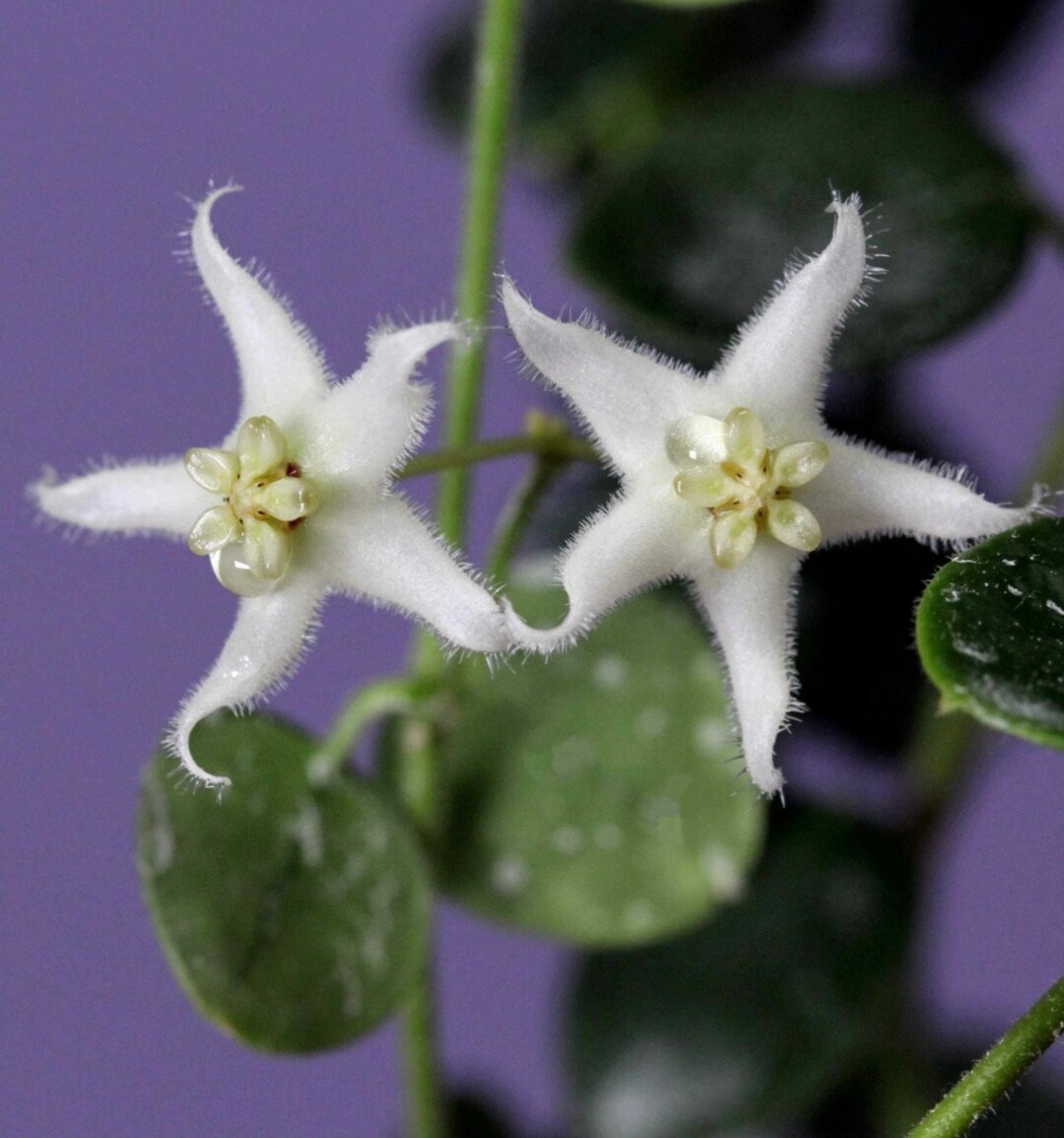 E1367 Rare Hoya Mini Papua IM-08 “TINY” Leaves Rooted - Etsy