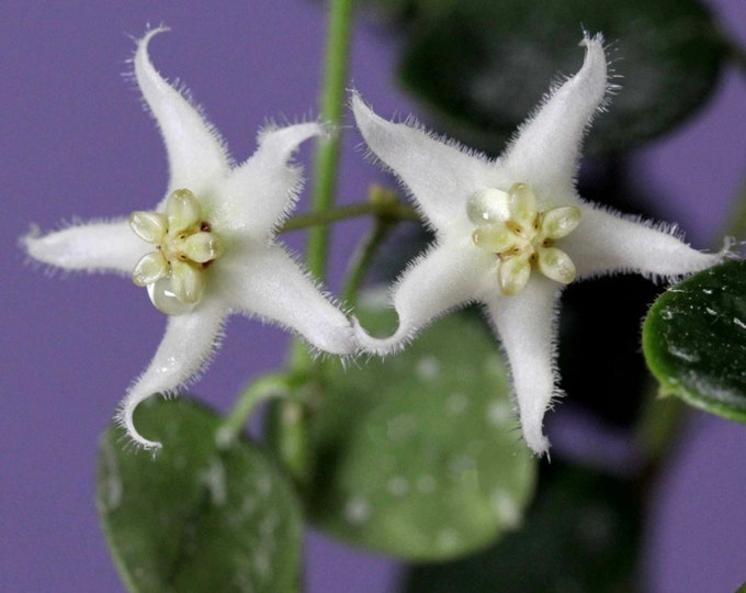 E1367 Rare Hoya Mini Papua IM-08 “TINY” Leaves Rooted - Etsy