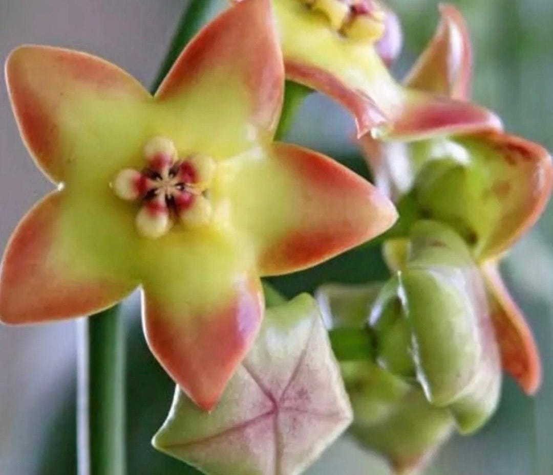 E1933 Rare Hoya Ruthie Rooted Cutting Fuzzy Leaves - Etsy