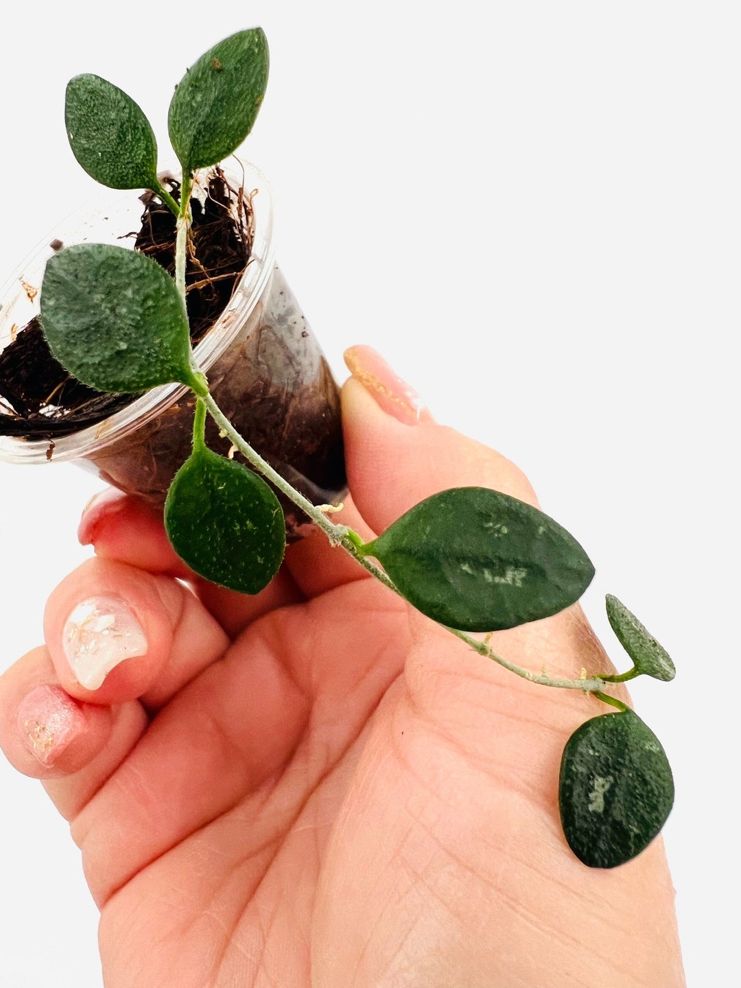 E6136 Rare Hoya Xiaojie 001 With Splash Tiny Veiny Leaves Newly Rooted ...