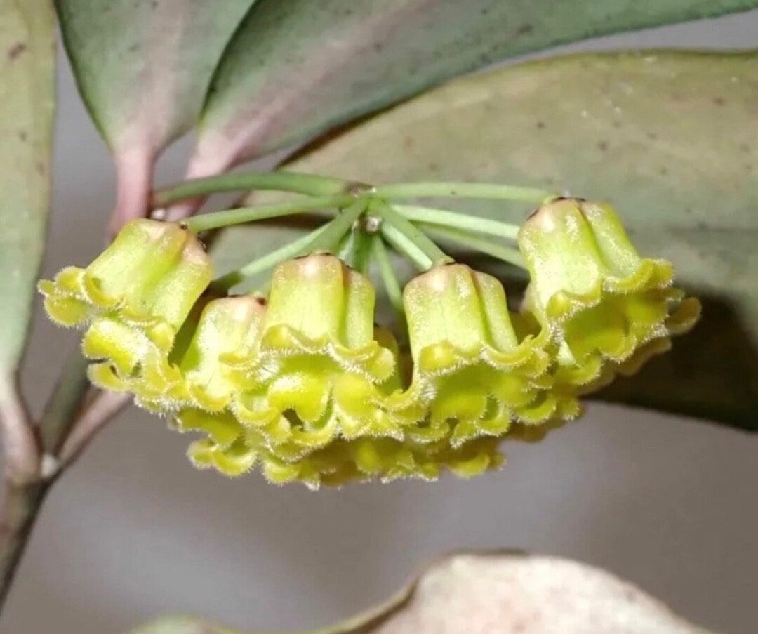 E1304 Very Rare Hoya Amicabilis No Roots - Etsy
