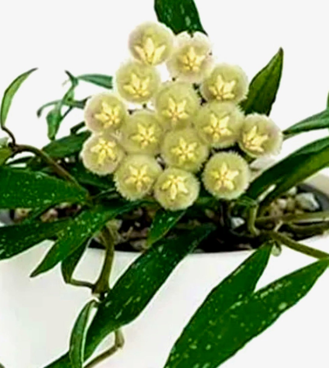 E0489 Very Rare Hoya Mirabilis Splash Rooted Cutting - Etsy