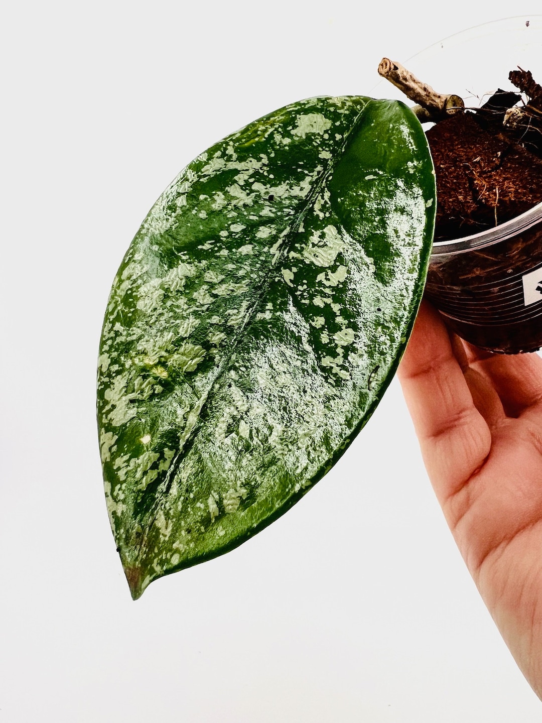 E5221 Rare Hoya Carnosa Freckles Splash Rooted - Etsy