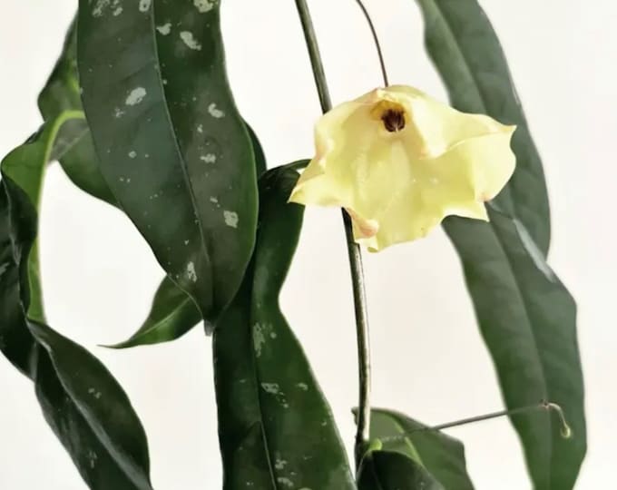 E4196 Rare Hoya Mappigera Yellow Splash Rooted Cutting - Etsy