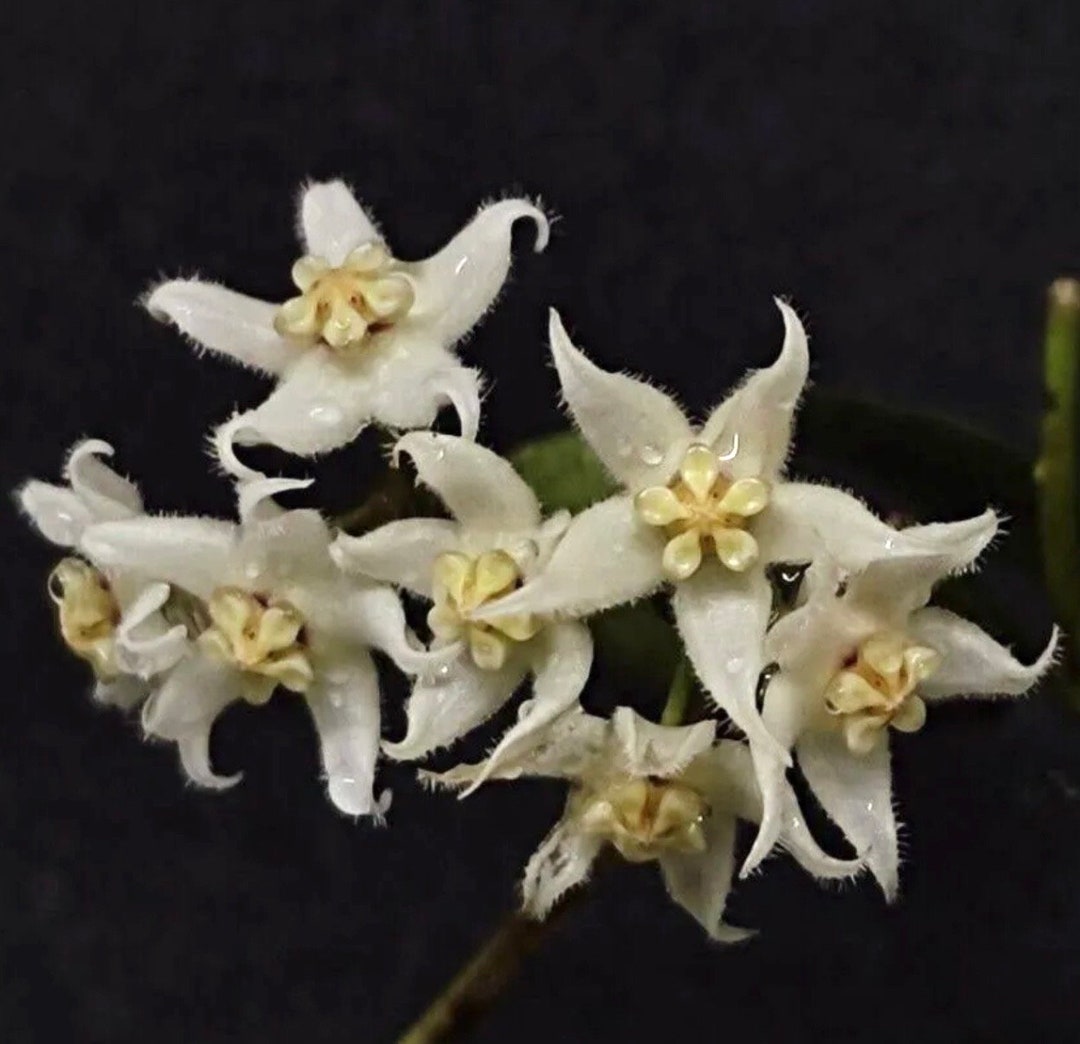 E401 Extremely Rare Hoya Mini Sp Papua From Borneo TINY Leaves Newly ...