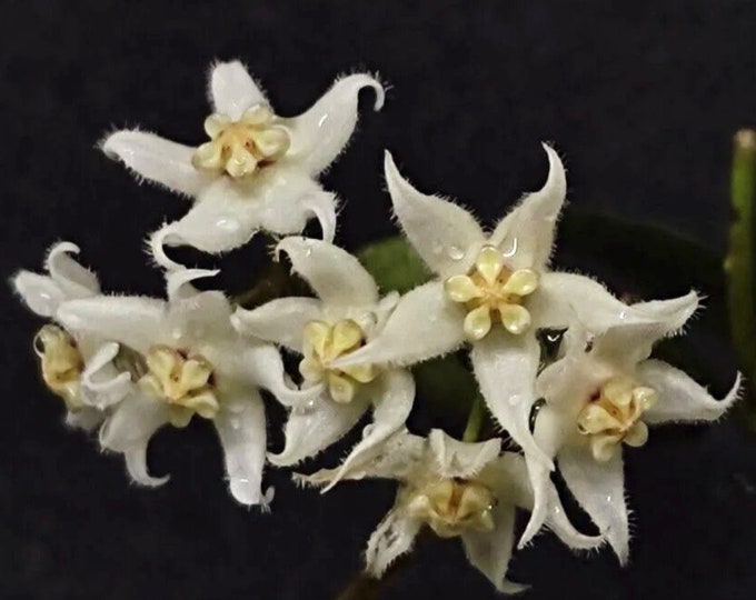 E5392 Extremely Rare Hoya Mini Sp Papua From Borneo “TINY” Leaves ...