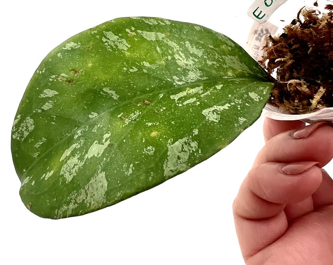 E0243 Rare Hoya Michele Rooted Cutting With Splash Leaves - Etsy
