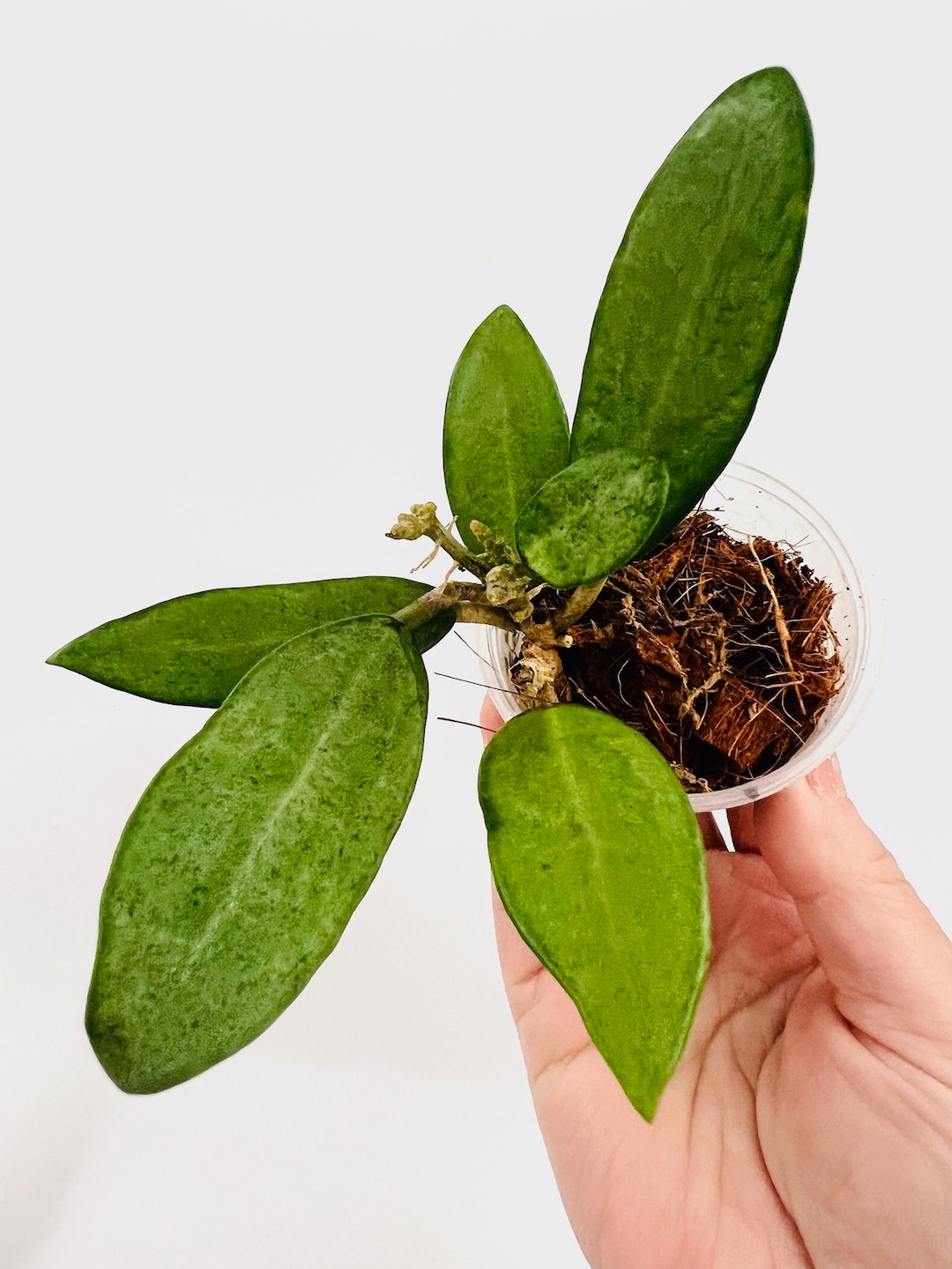 E4502 Rare Hoya Silver Lady Rooted Cutting - Etsy