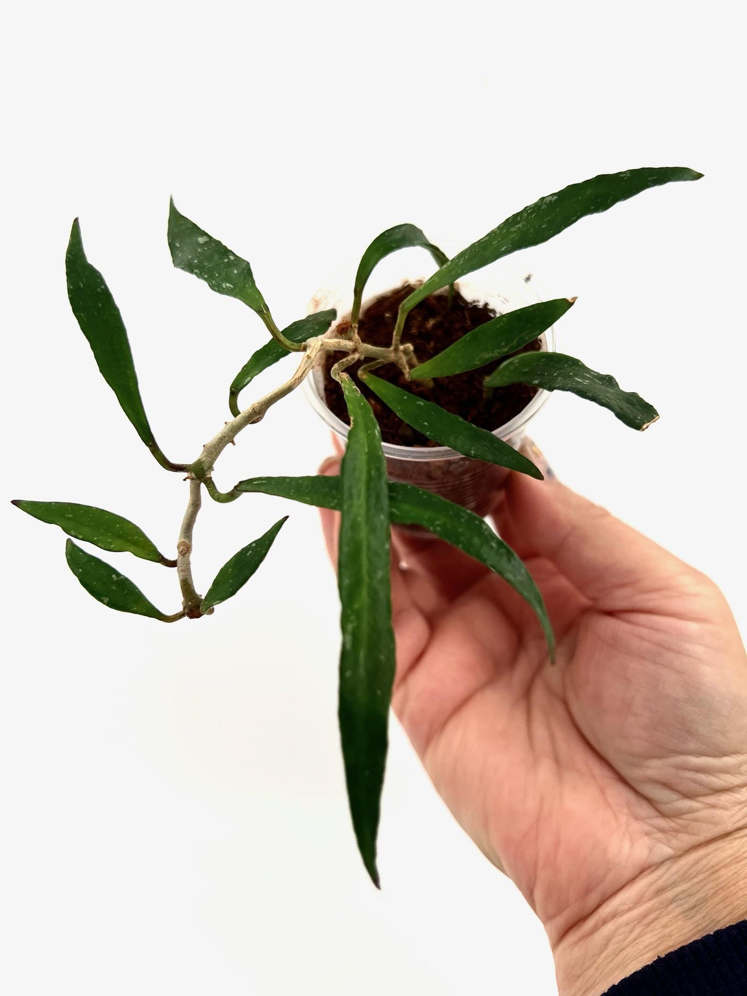 E0489 Very Rare Hoya Mirabilis Splash Rooted Cutting - Etsy