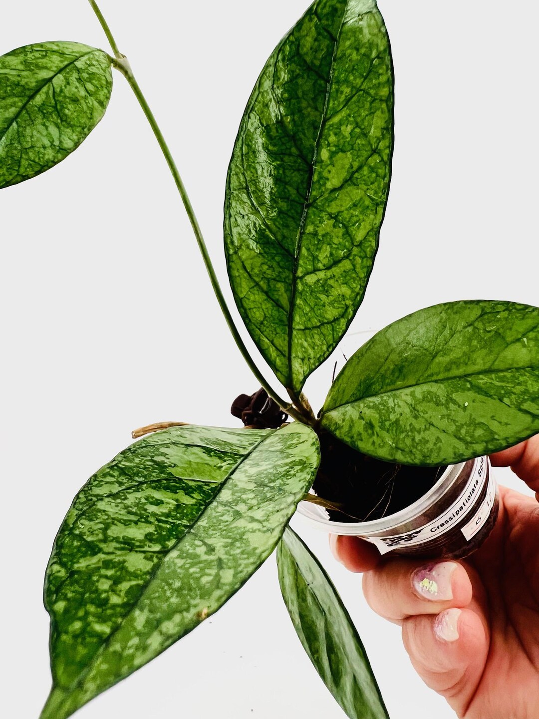E1675 Rare Hoya Crassipetiolata Splash Round Leaf Rooted - Etsy