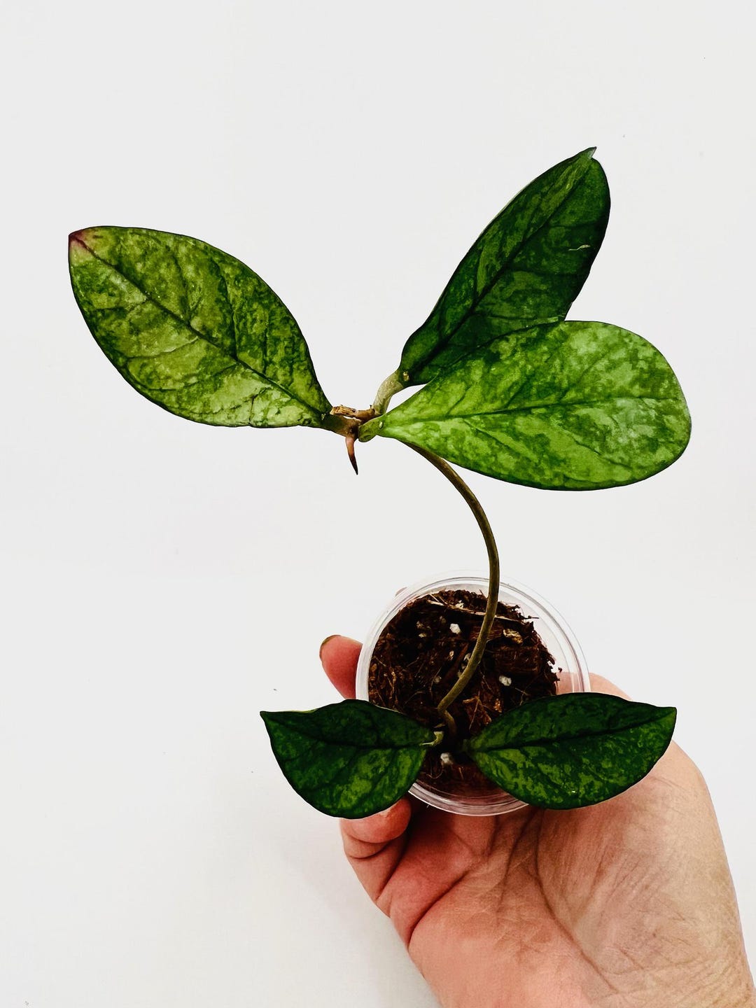 E0644 Rare Hoya Crassipetiolata Splash Round Leaf Rooted - Etsy