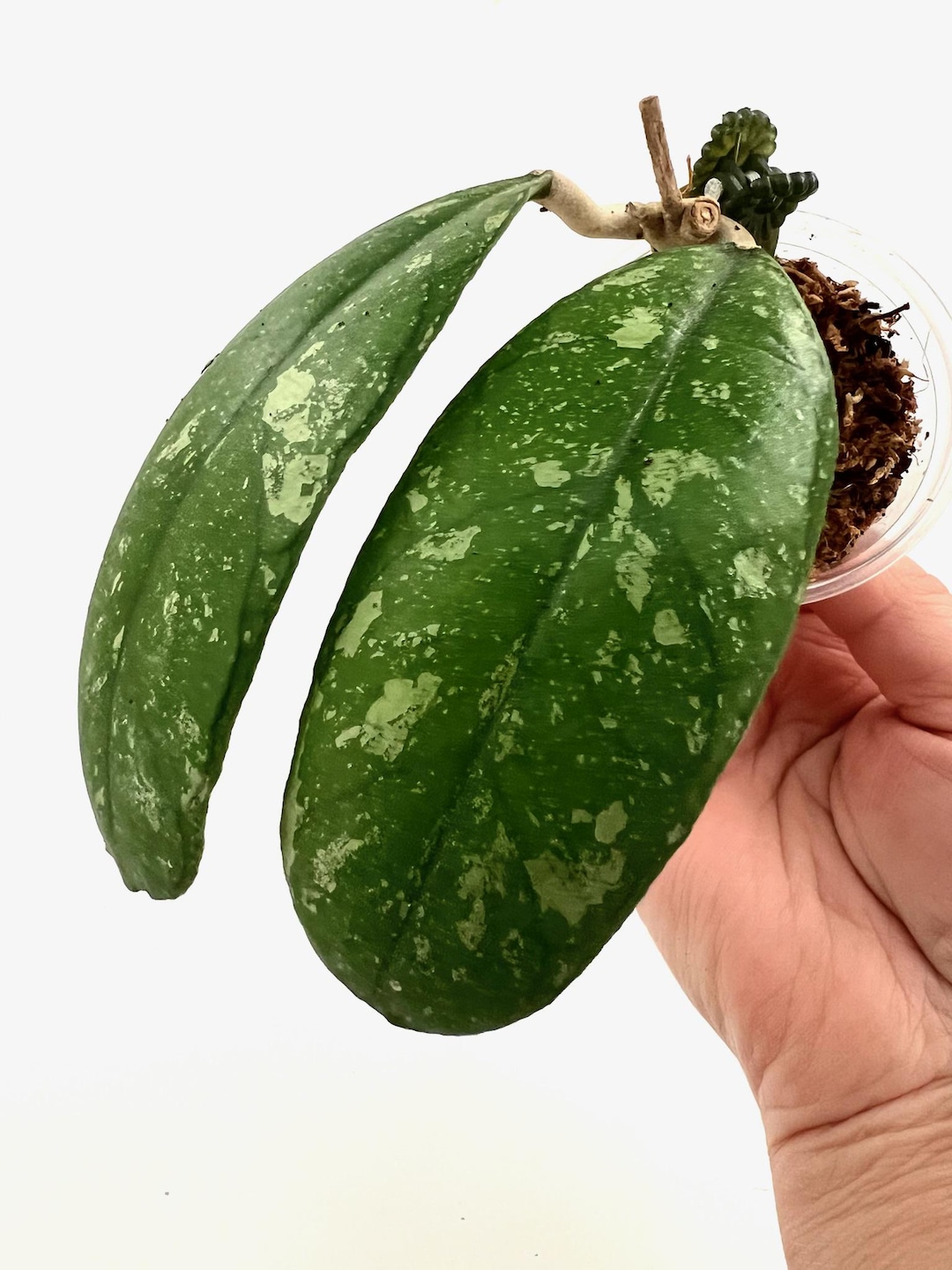 E1937 Very Rare Hoya Sp North Sumatra Rooted - Etsy