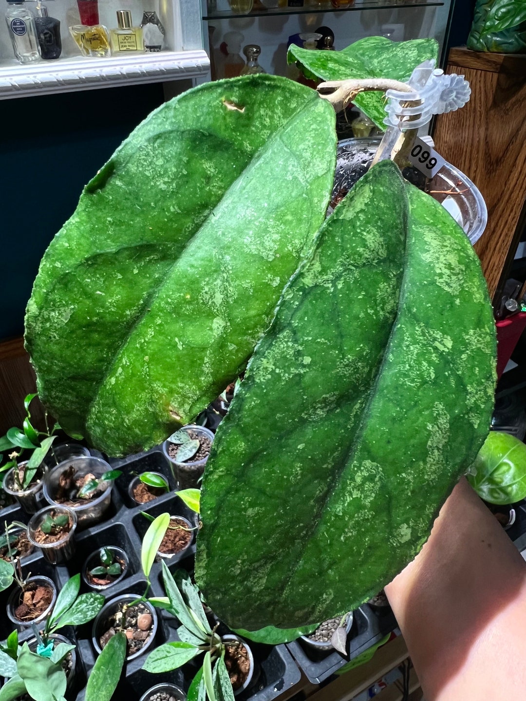 E0099 Rare Hoya Bahoi Rooted HUGE THICK LEAVES Very Splashy - Etsy