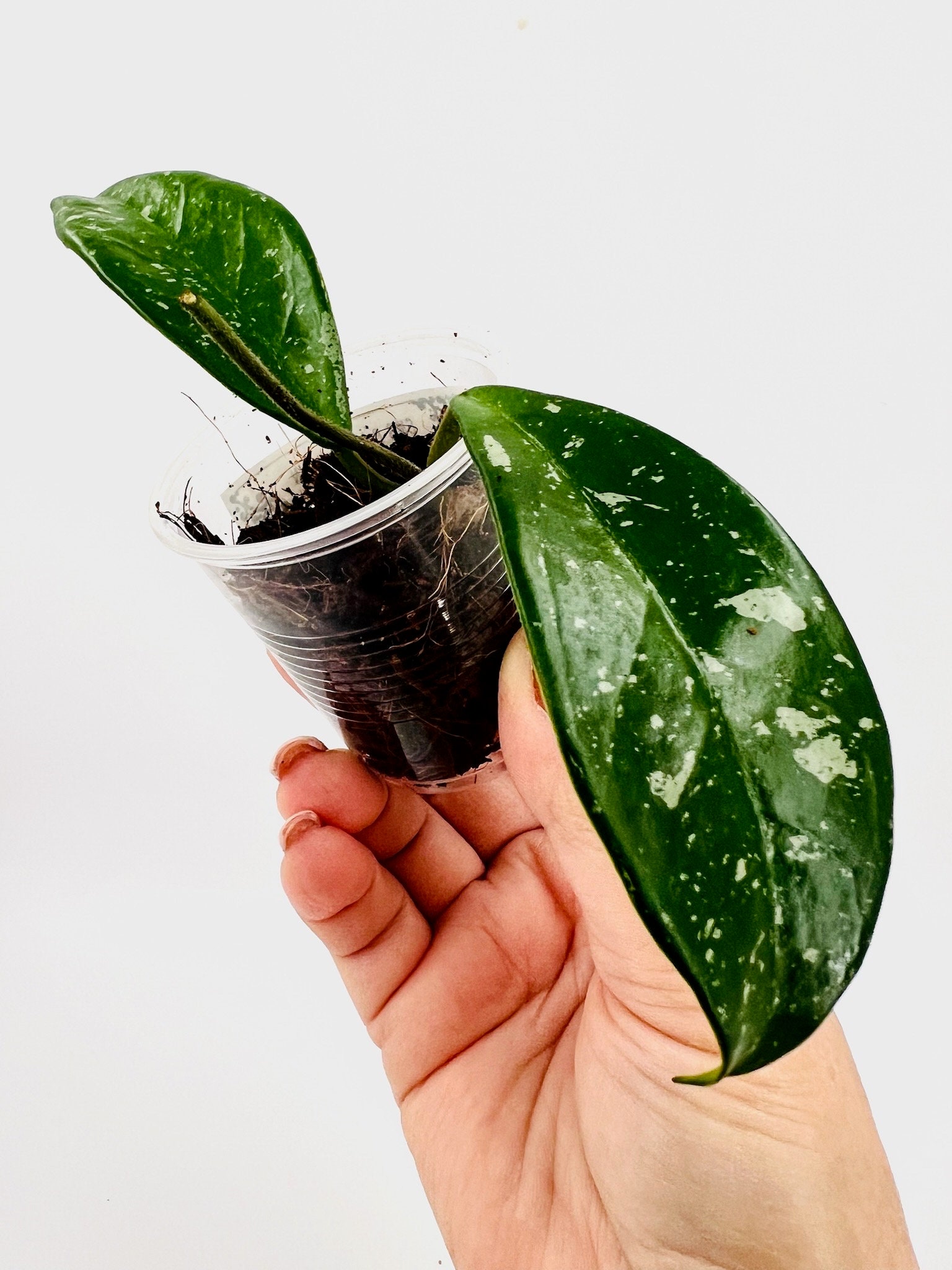 E5954 Rare Hoya SMS Brian Aka SNN NOT Rooted - Etsy