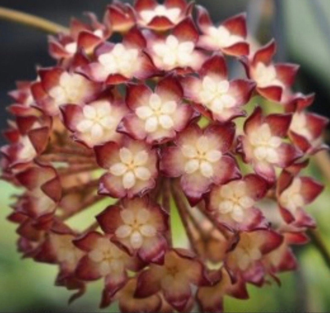 E0657 Rare Hoya Bahoi No Roots Veiny Leaf With Splash - Etsy