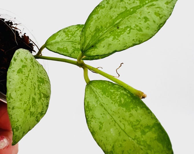 E1151 Rare Hoya Lacunosa Tiger Skin Rooted - Etsy