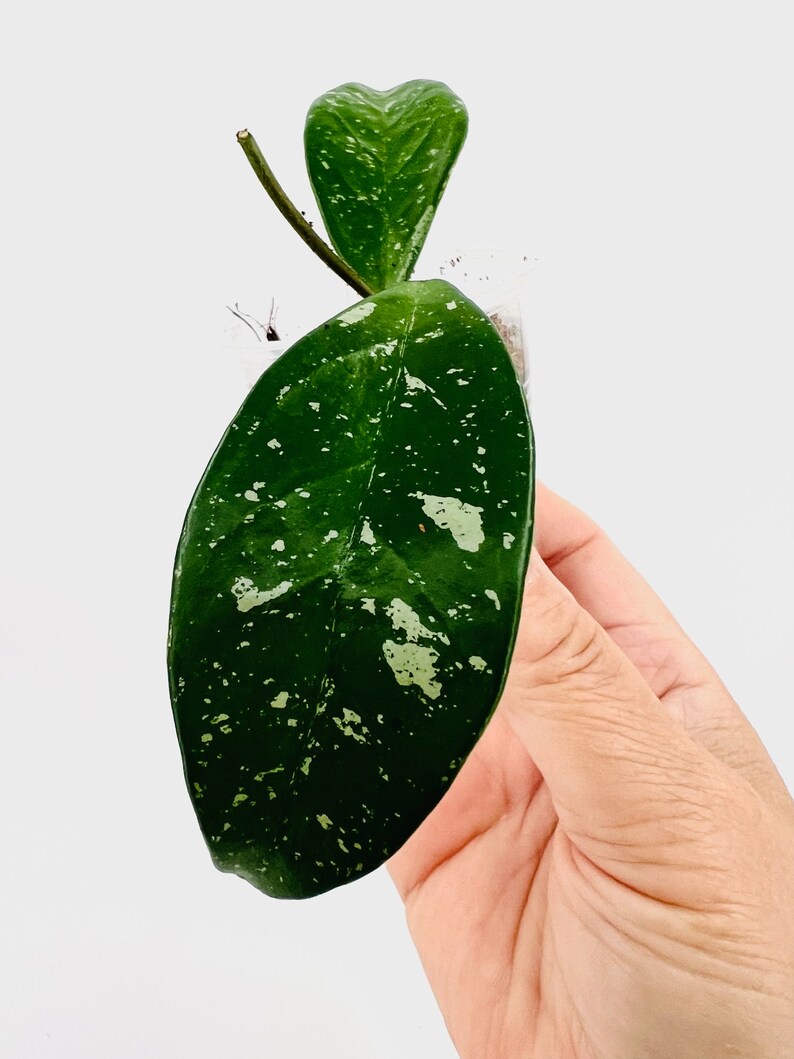 E5954 Rare Hoya SMS Brian Aka SNN NOT Rooted - Etsy