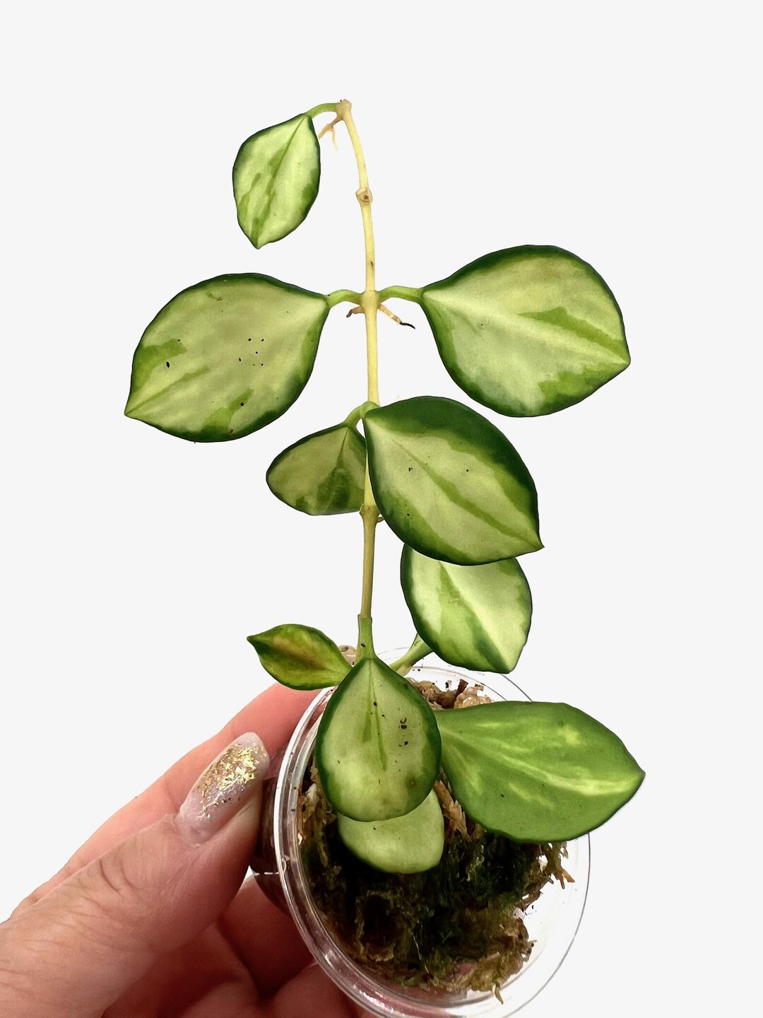 E0171 Rare Hoya Heuschkeliana Variegated Rooted Cutting - Etsy