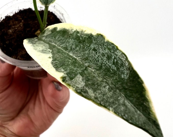 E0188 Rare Hoya Archboldiana Albomarginata Rooted - Etsy