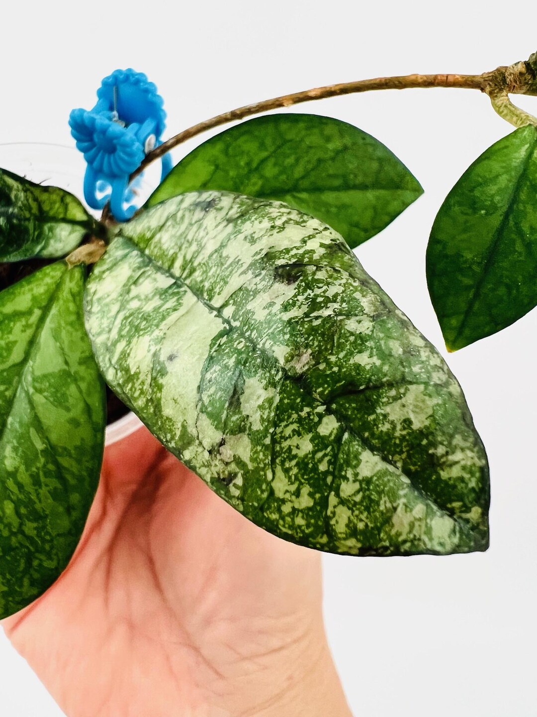 E0748 Rare Hoya Crassipetiolata Splash Round Leaf Rooted - Etsy