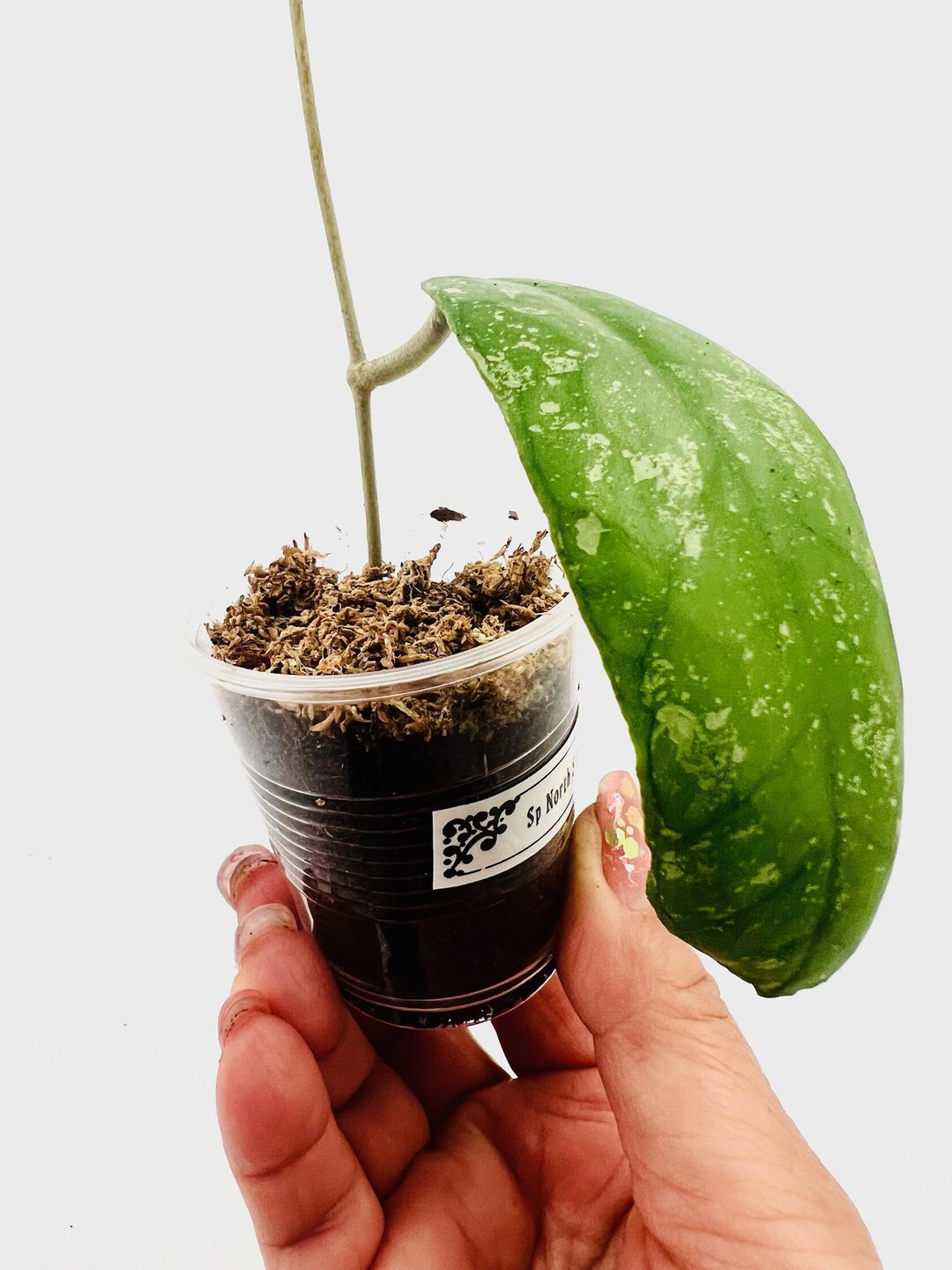 E1299 Very Rare Hoya Sp North Sumatra Rooted - Etsy