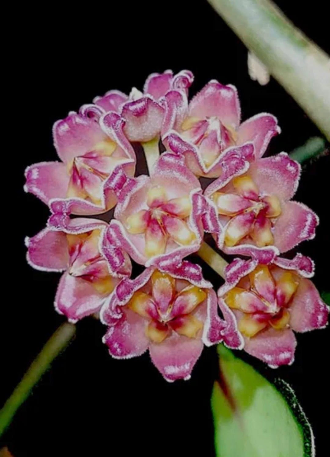 E0956 Rare Hoya Noona Pink Rooted - Etsy