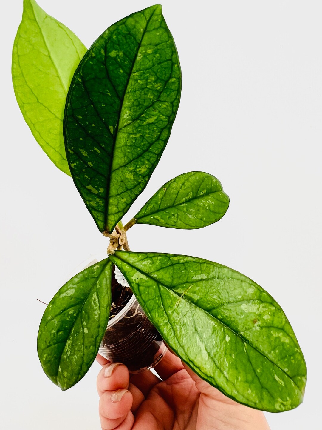 E235 Rare Hoya Crassipetiolata Splash Round Leaf Rooted - Etsy