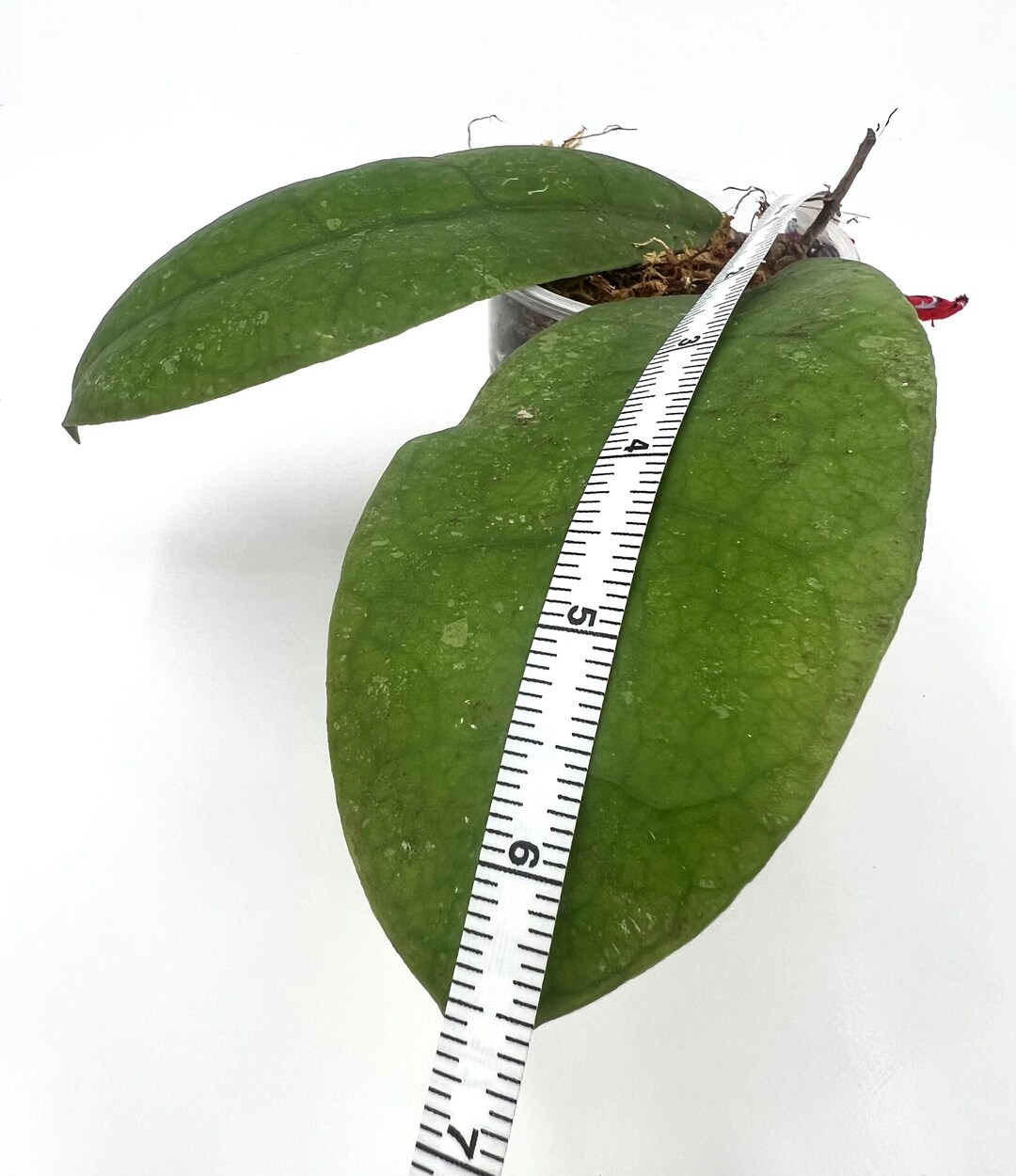 E0940 Very Rare Hoya Putussibau No Roots Huge Leaf - Etsy