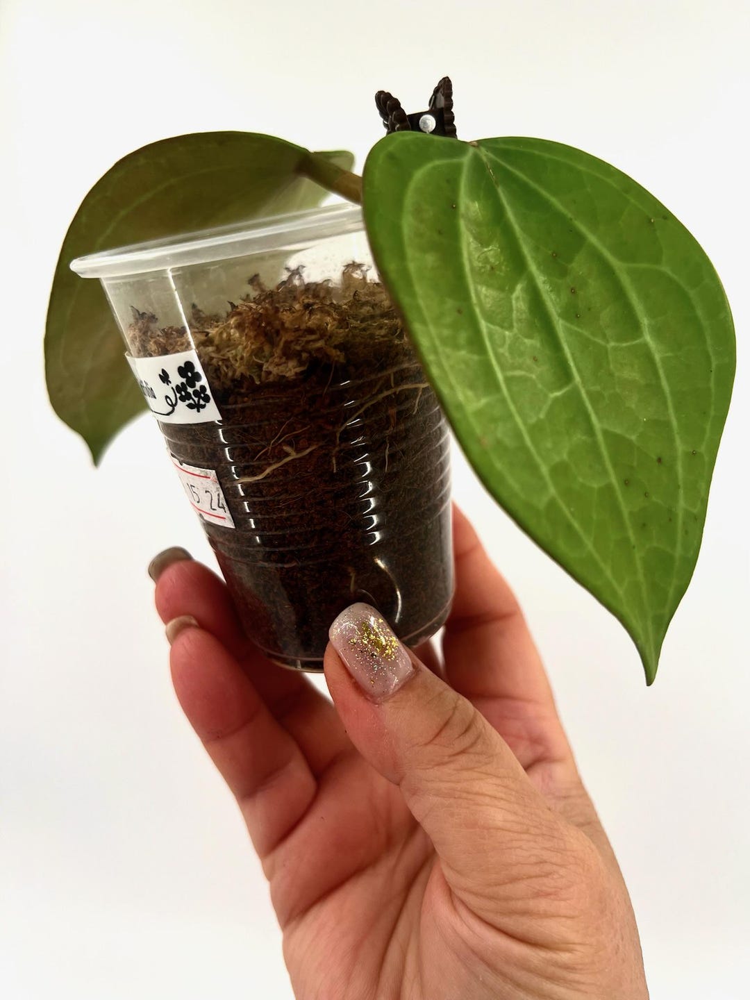 E1972 Rare Hoya Latifolia Huge Leaf Original Dinner Plate Rooted - Etsy