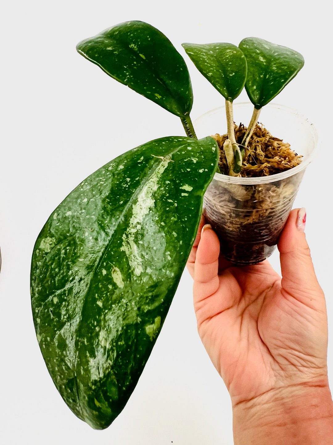 E0914 Rare Hoya Diversifolia Splash Rooted - Etsy