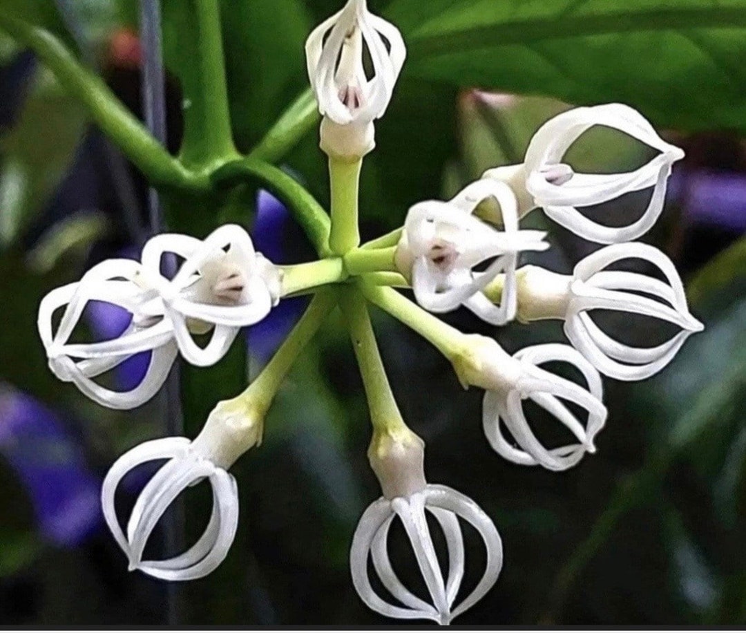 E1180 Very Rare Hoya Decipulae Rooted - Etsy