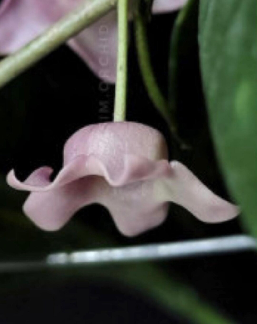 E1051 Very Rare Hoya Papuana Cutting Rooted - Etsy