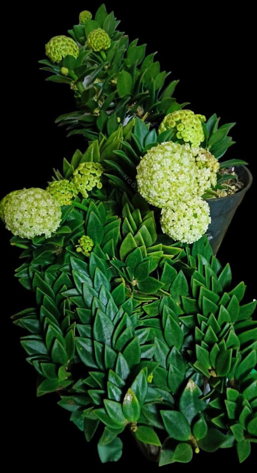 E0277 Rare Hoya Pachyclada Snow Lotus Rooted With New Growth - Etsy