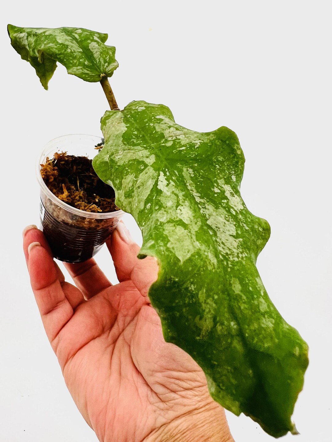 E1822 Rare Hoya Undulata Splash Newly Rooted Cutting - Etsy