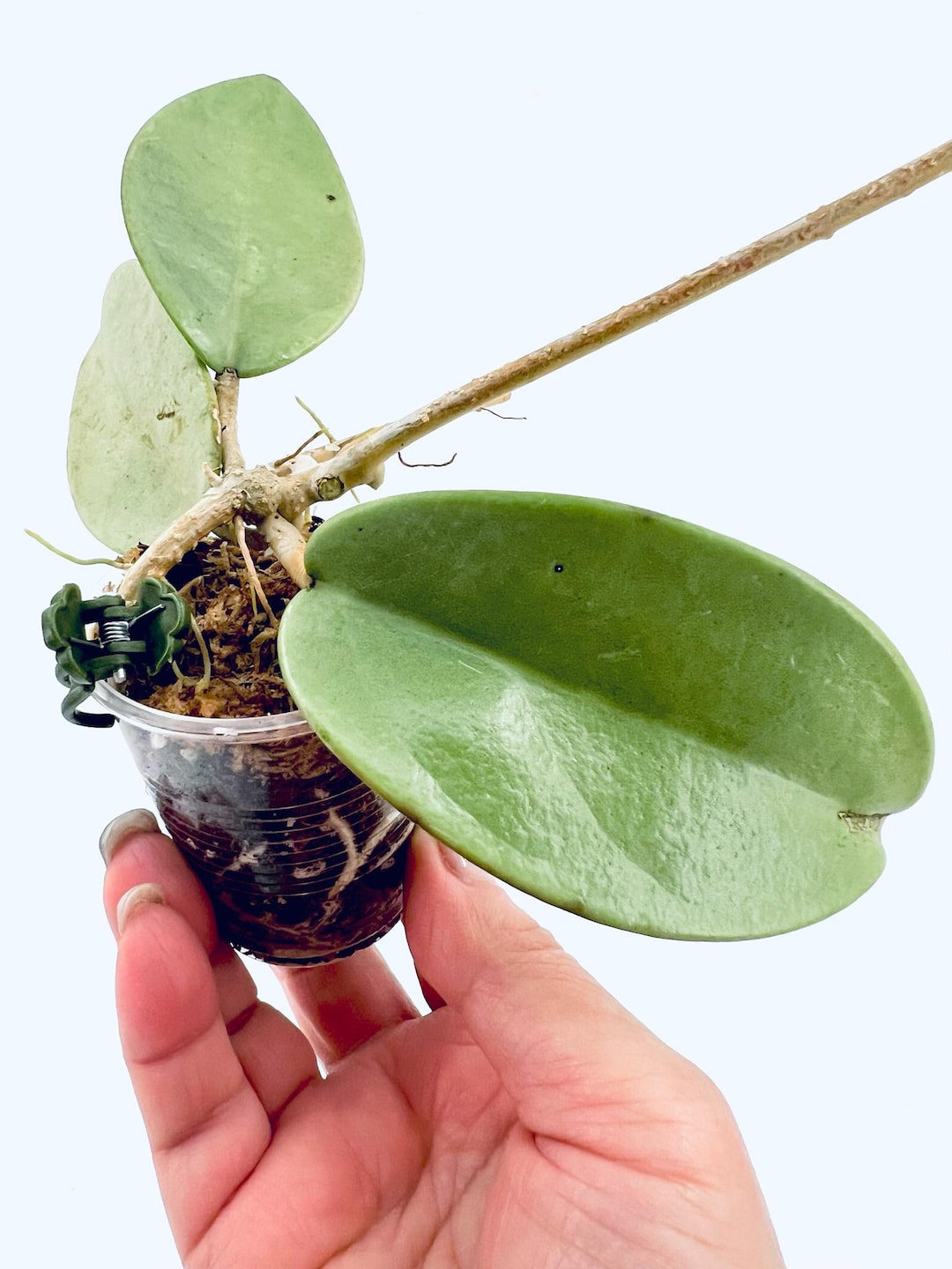 E0118 Very Rare Hoya Silver Dollar Rooted Cutting - Etsy