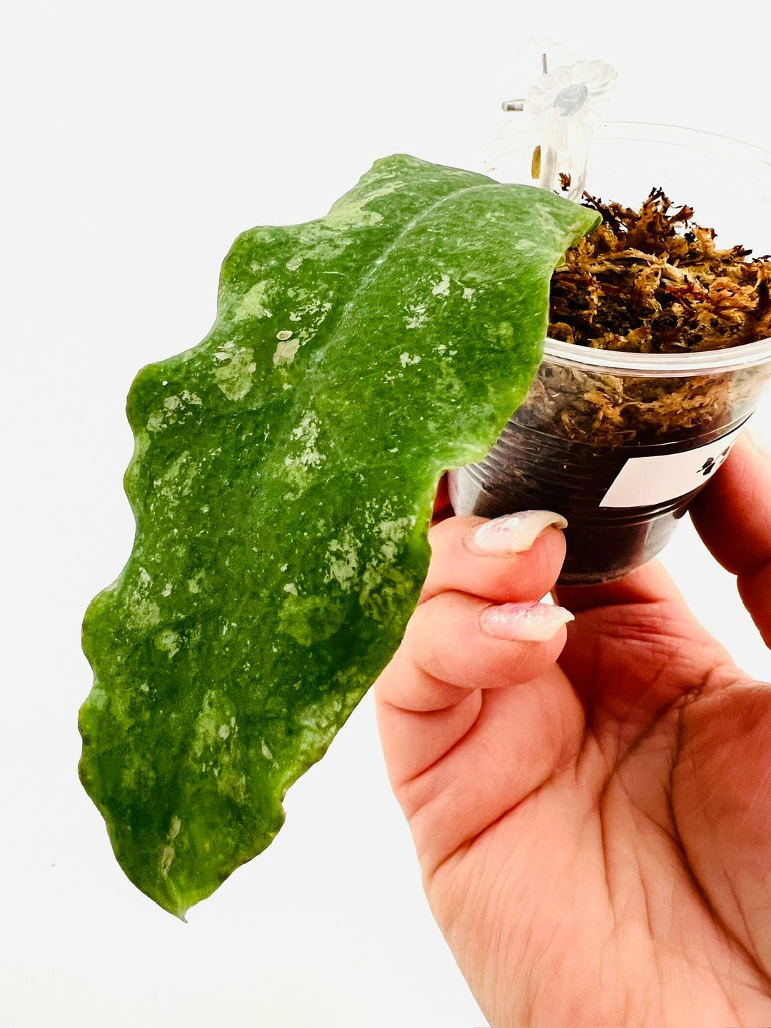 E1799 Rare Hoya Undulata Splash Rooted Cutting - Etsy