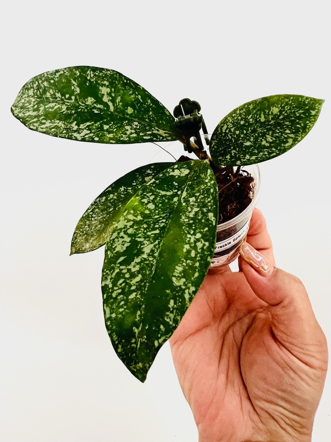 E6301 Rare Hoya Carnosa Freckles Splash Rooted - Etsy