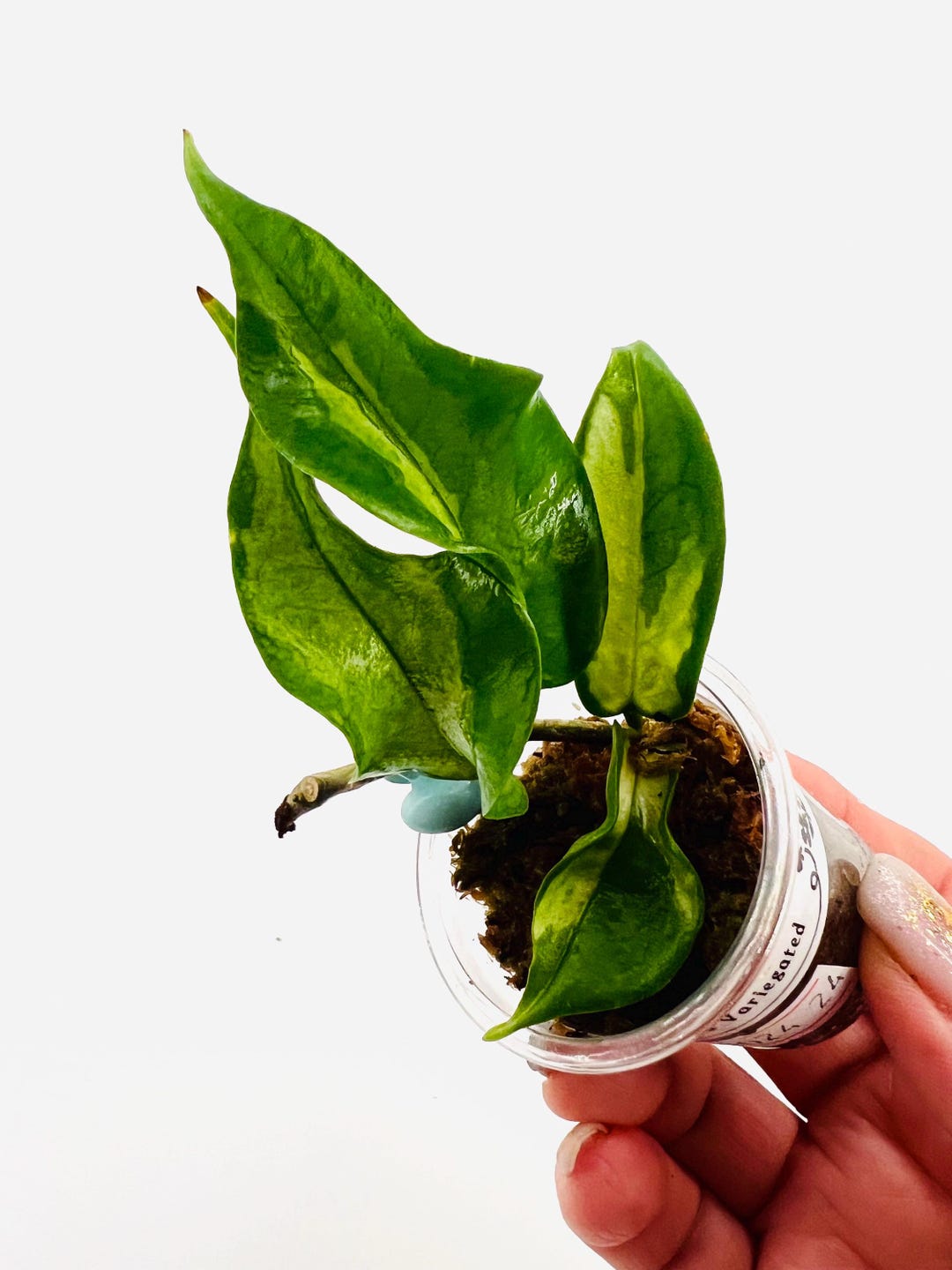 E0197 Rare Hoya Kenejiana Inner Variegated Rooted Cutting - Etsy