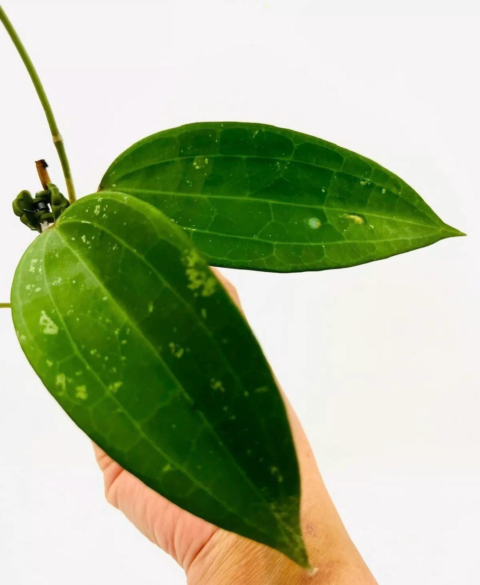 E1862 Rare Hoya Macrophylla Splash Cutting Rooted - Etsy