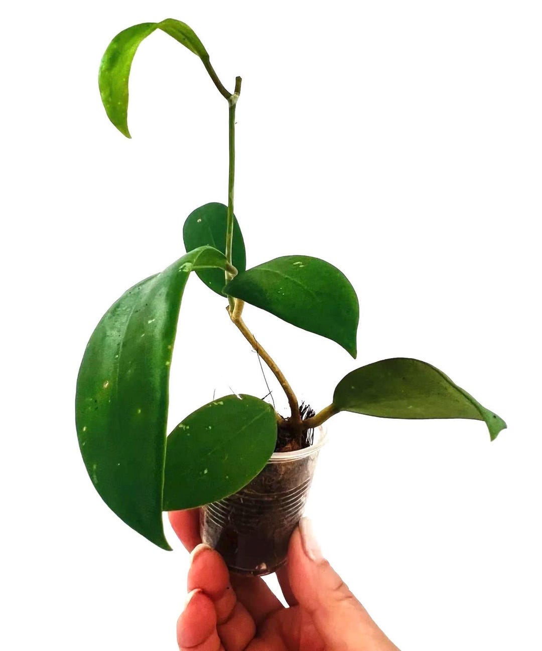 E1510 Rare Hoya Sp Laos Rooted Cutting - Etsy