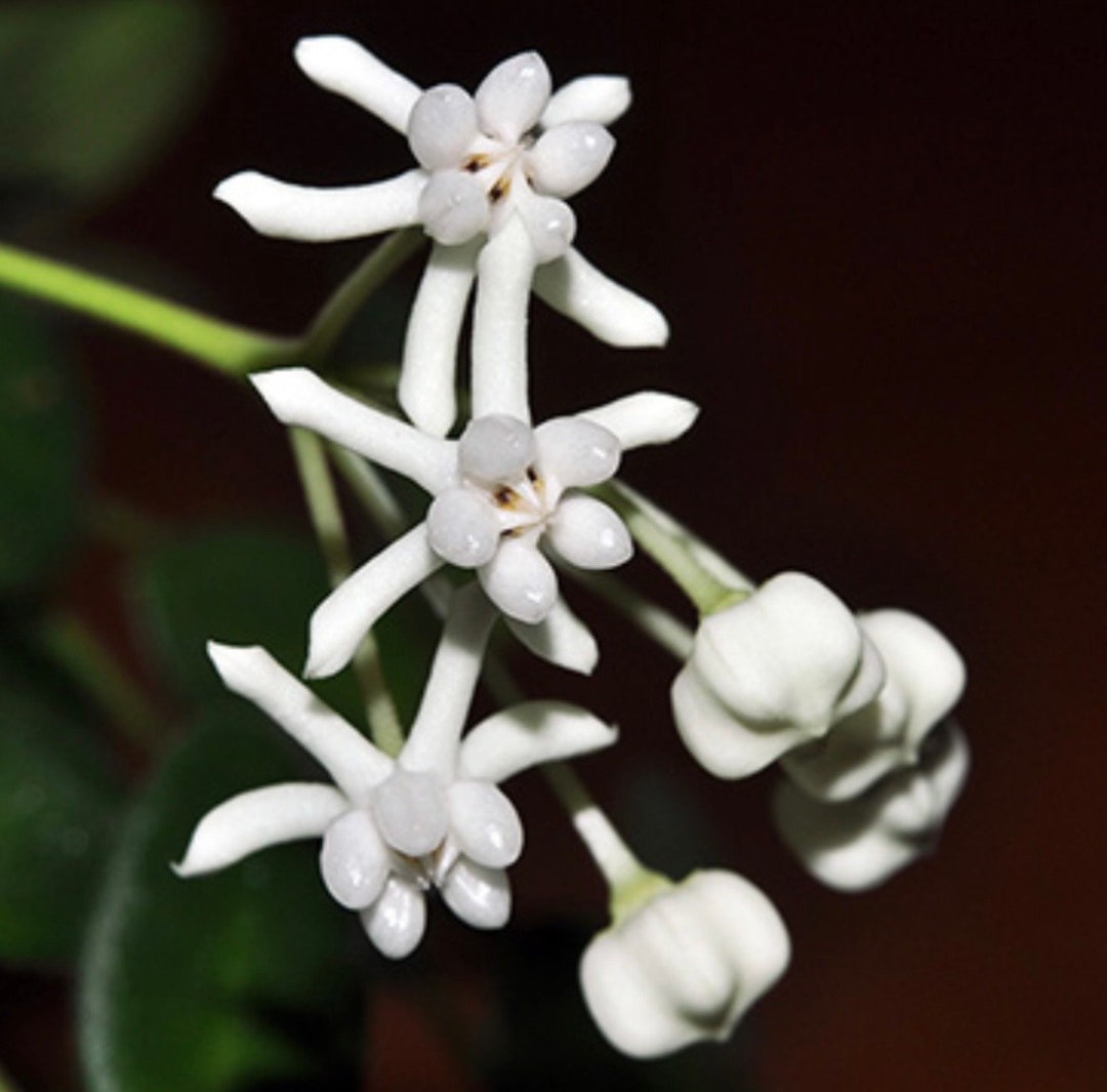 E1159 Very Rare Hoya Pulleana IM-02 No Roots - Etsy