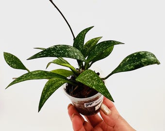 E0331 Rare Hoya Parviflora Splash Rooted - Etsy