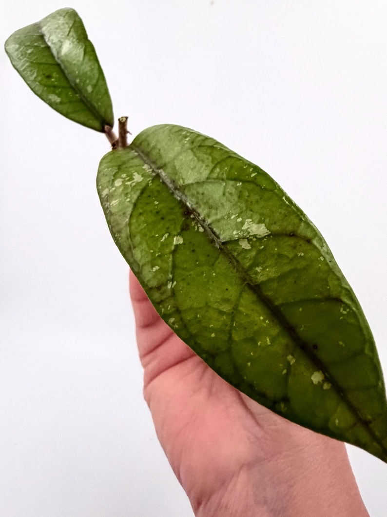 E1300 Hoya Sp Aceh Lynx Very Rare No Roots - Etsy