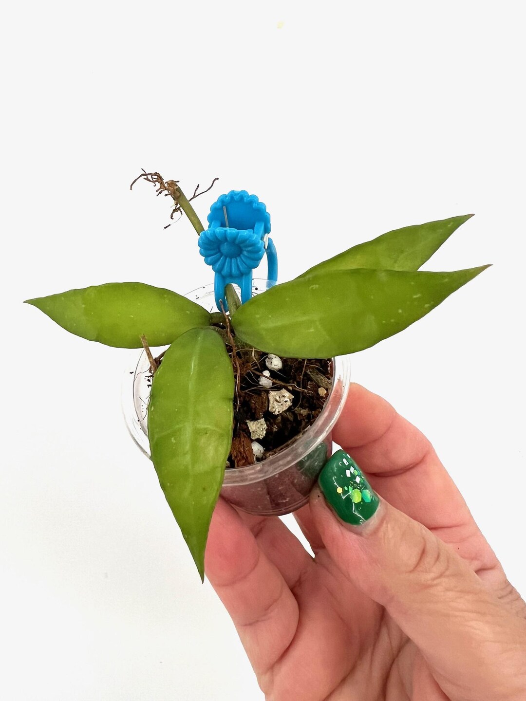 E0193 Very Rare Hoya Lacunosa Mr. Tent Rooted - Etsy